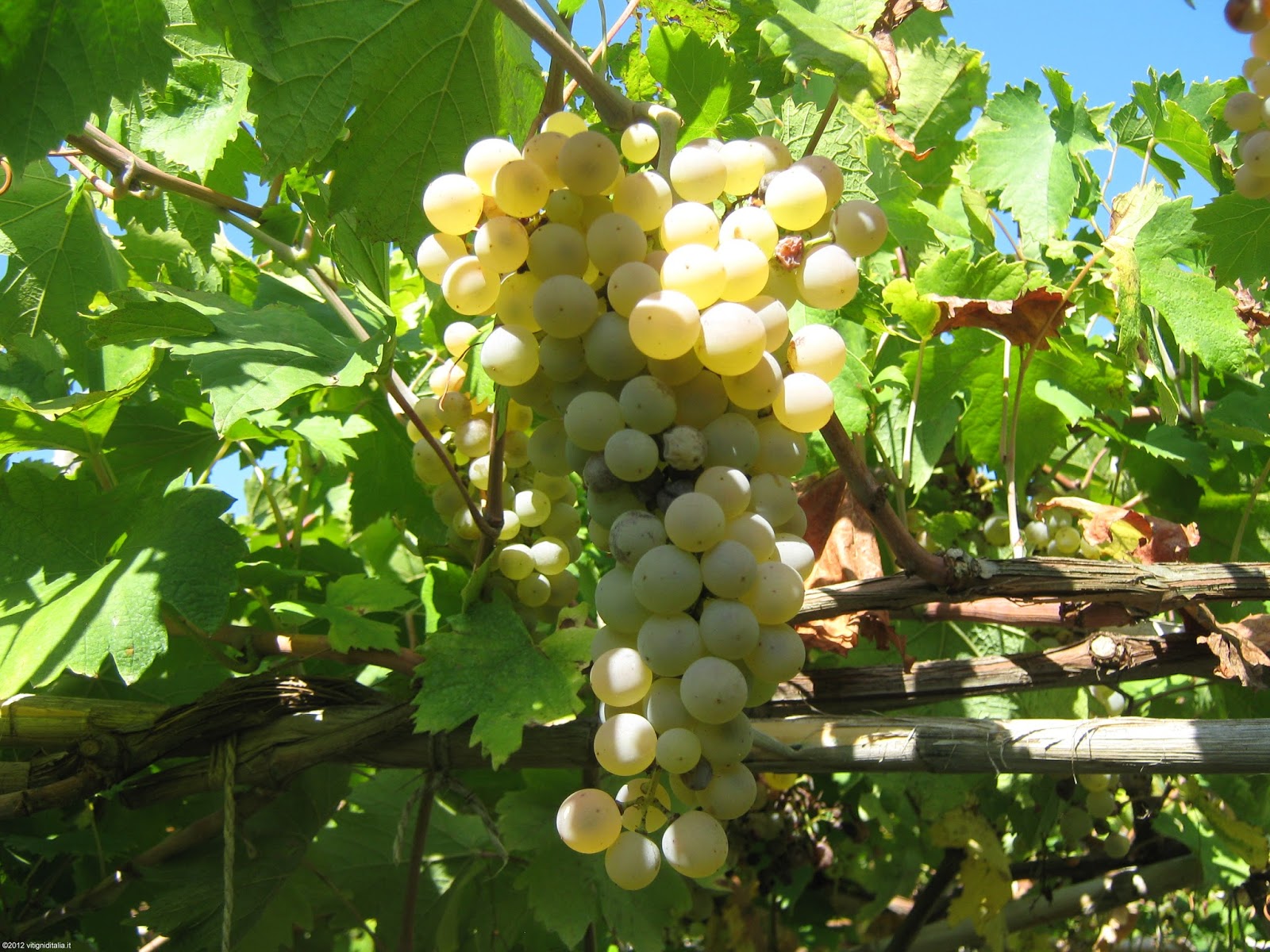 Forastera, bianco da vigne eroiche - Civiltà del bere