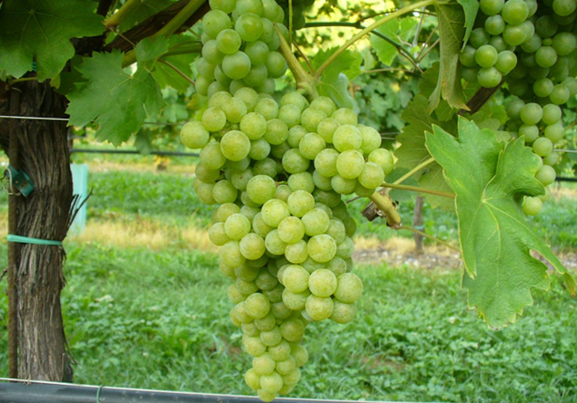 Il Verdello ha il “suo” sperimentatore - Civiltà del bere