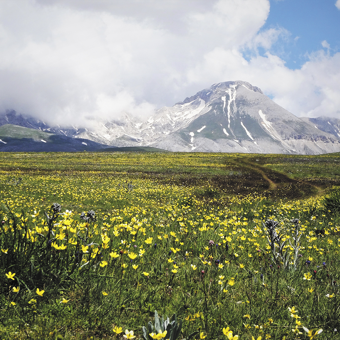 Viaggio nella materia prima (4): dove nasce il sapore inconfondible ...