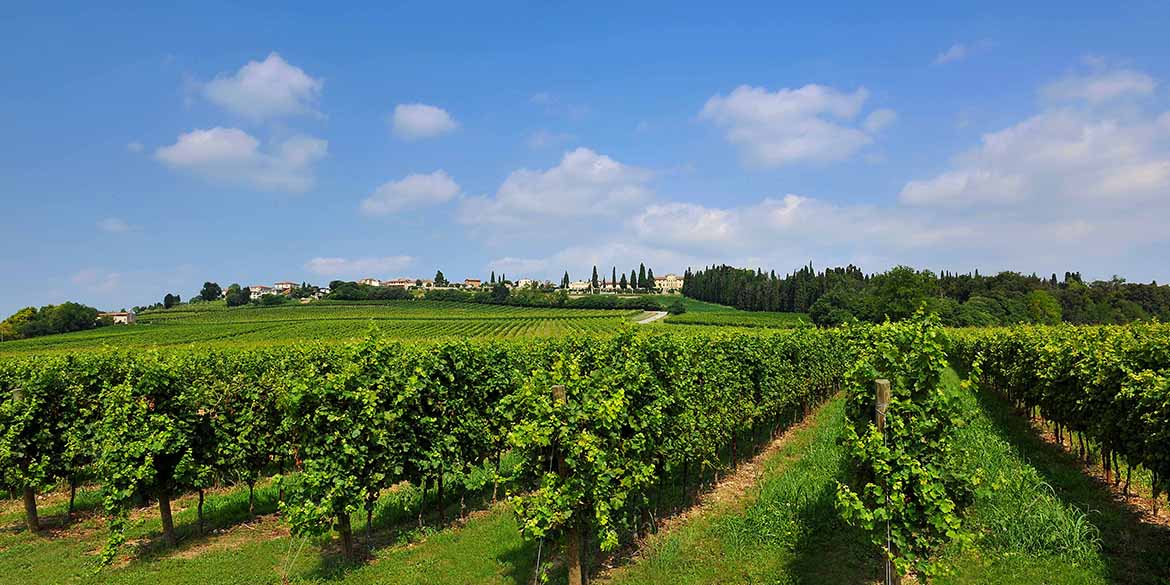 Nelle terre del Custoza si fa largo la Riserva (e cresce il Superiore ...